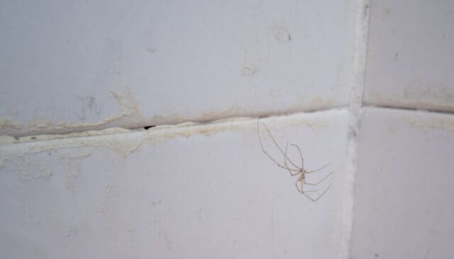 How Do You Deal With A Spider Infestation In Your Home? - Midway Pest ...