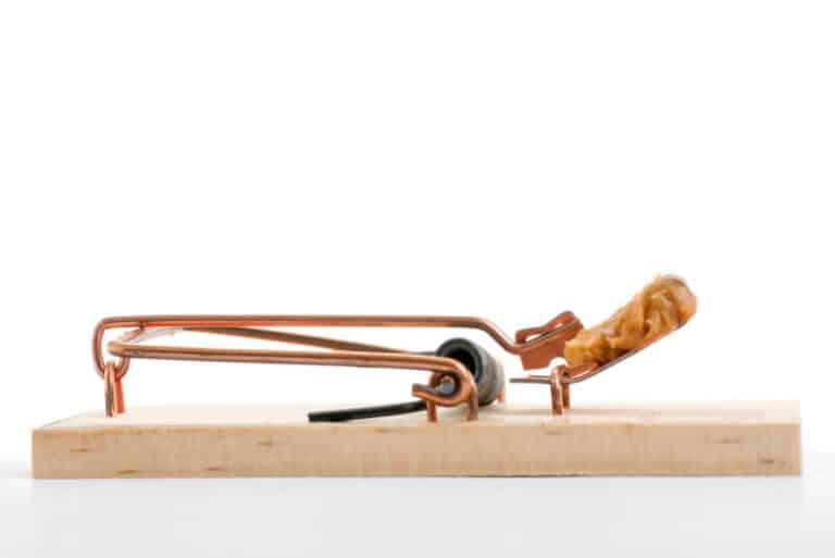 How to Trap a Mouse that Eats the Bait Off the Trap? - Midway Pest ...